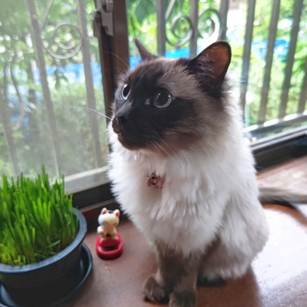 待つわ♪: レッツ・ら・愚連隊！